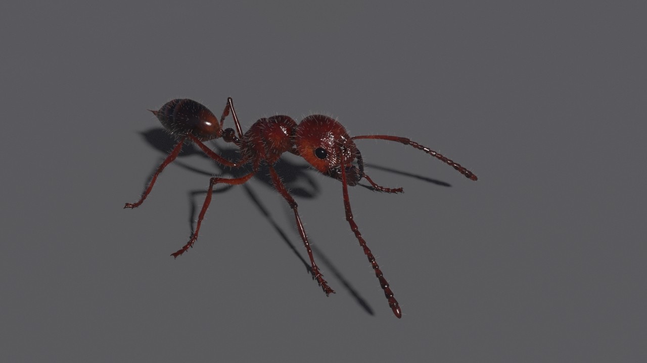 ArtStation - Fire Ant Maya Rig | Resources