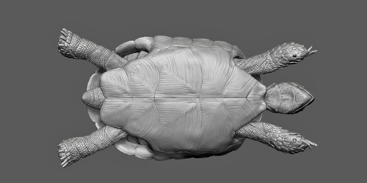 ArtStation - HIGHLY DETAILED TORTOISE 3D MODEL | Resources