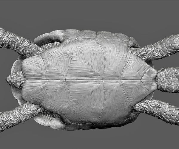 ArtStation - HIGHLY DETAILED TORTOISE 3D MODEL | Resources