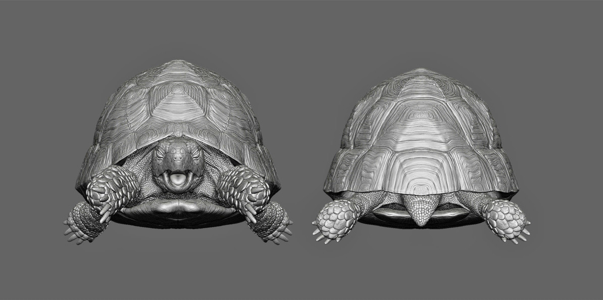 ArtStation - HIGHLY DETAILED TORTOISE 3D MODEL | Resources