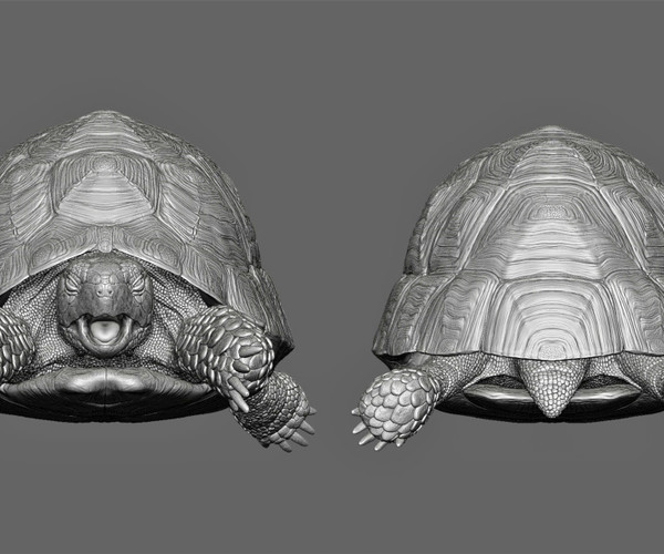 ArtStation - HIGHLY DETAILED TORTOISE 3D MODEL | Resources