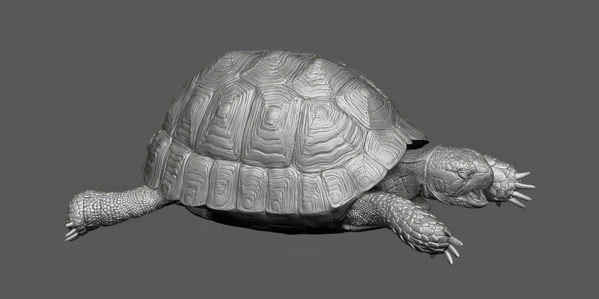 ArtStation - HIGHLY DETAILED TORTOISE 3D MODEL | Resources