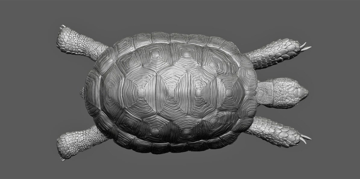 ArtStation - HIGHLY DETAILED TORTOISE 3D MODEL | Resources