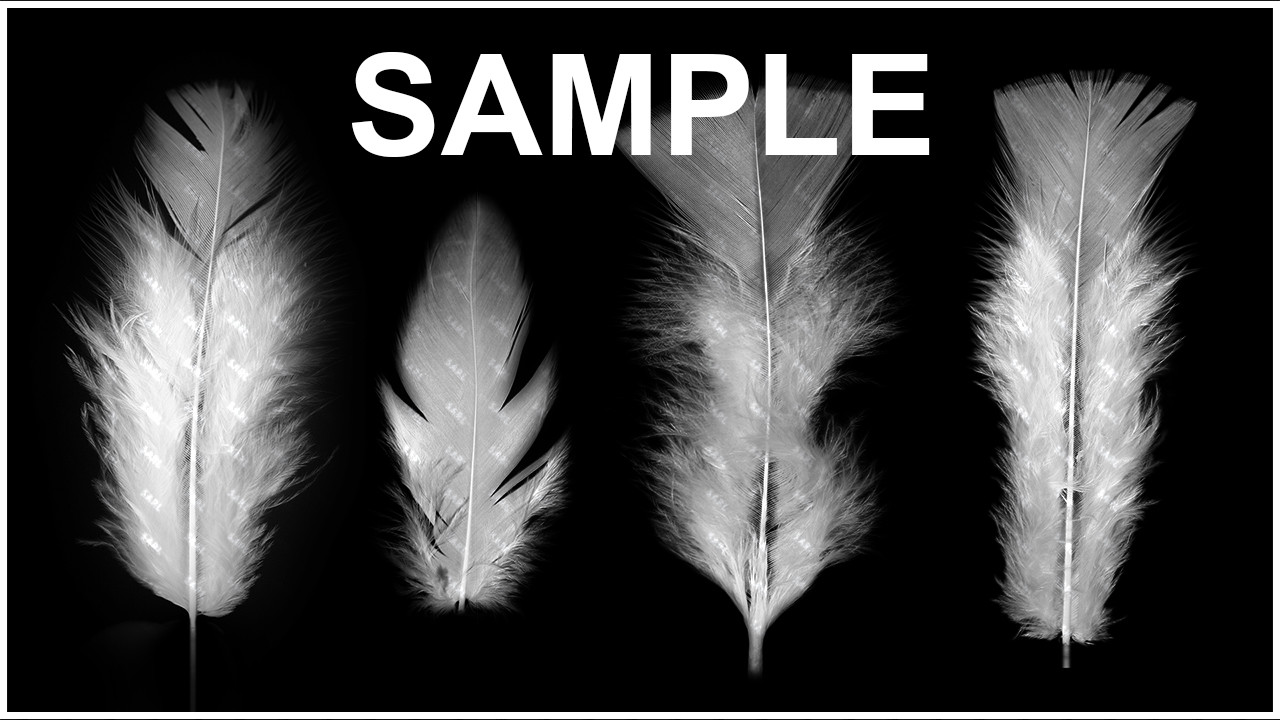 ArtStation - Feathers Alphas Vol.1 | Brushes