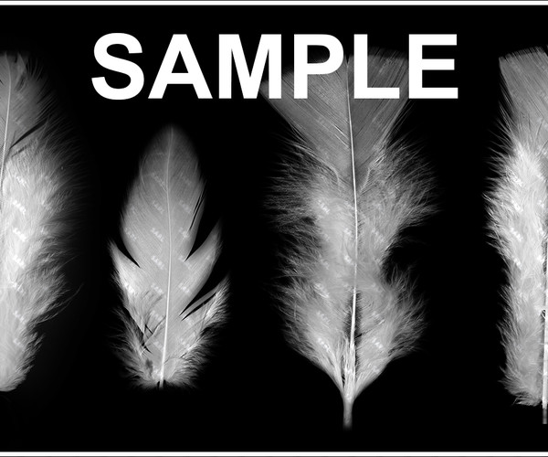 ArtStation - Feathers Alphas Vol.1 | Brushes