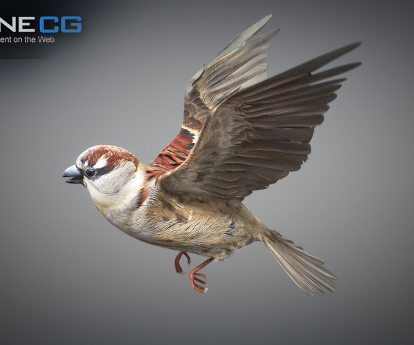 ArtStation - Animated Sparrow | Game Assets