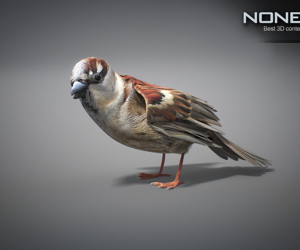 ArtStation - Animated Sparrow | Game Assets