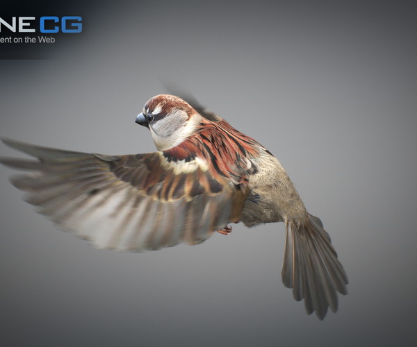 ArtStation - Animated Sparrow | Game Assets