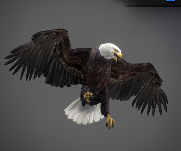 ArtStation - Animated Bald and Golden Eagle | Game Assets