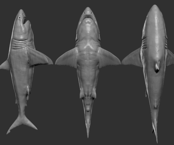 ArtStation - Great white Shark | Resources