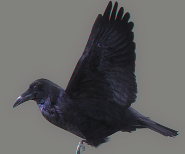 ArtStation - Animated Crow | Resources