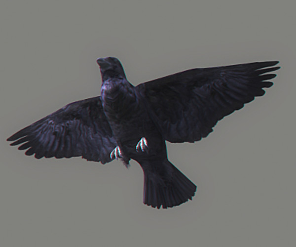 ArtStation - Animated Crow | Resources