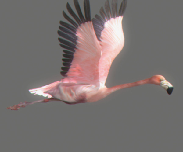 ArtStation - Animated Flamingo | Resources