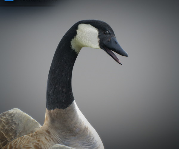 ArtStation - Animated Geese | Resources