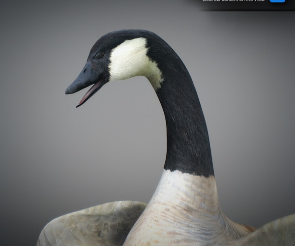 ArtStation - Animated Geese | Resources