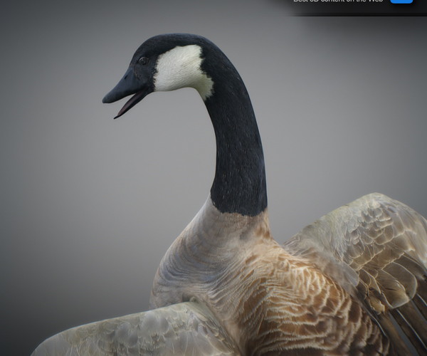 ArtStation - Animated Geese | Resources