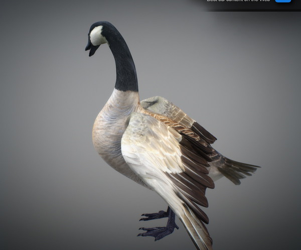 ArtStation - Animated Geese | Resources