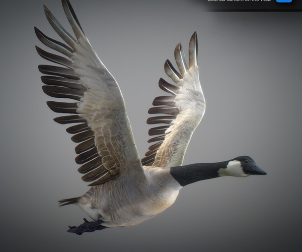 ArtStation - Animated Geese | Resources