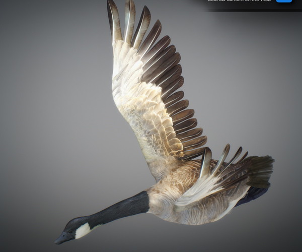 ArtStation - Animated Geese | Resources