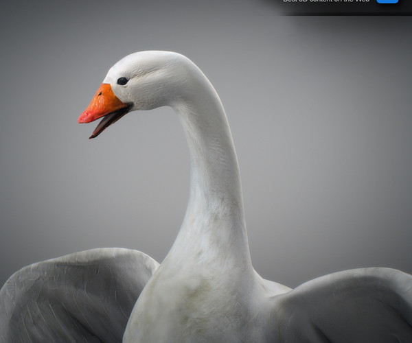 ArtStation - Animated Geese | Resources