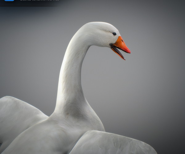 ArtStation - Animated Geese | Resources