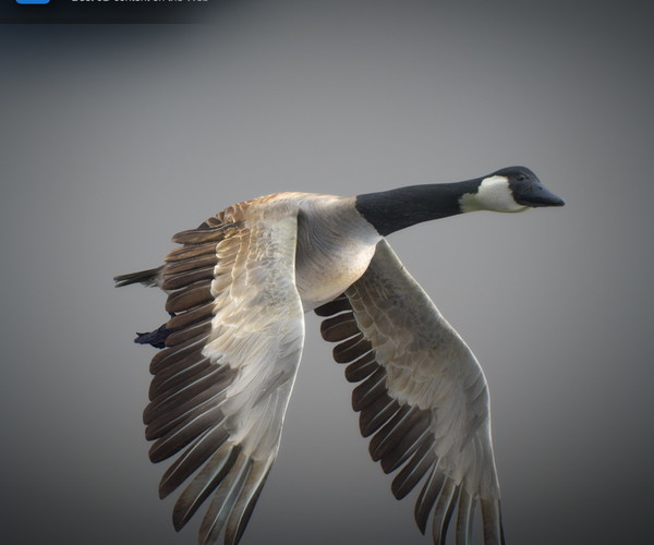 ArtStation - Animated Canada Goose | Game Assets