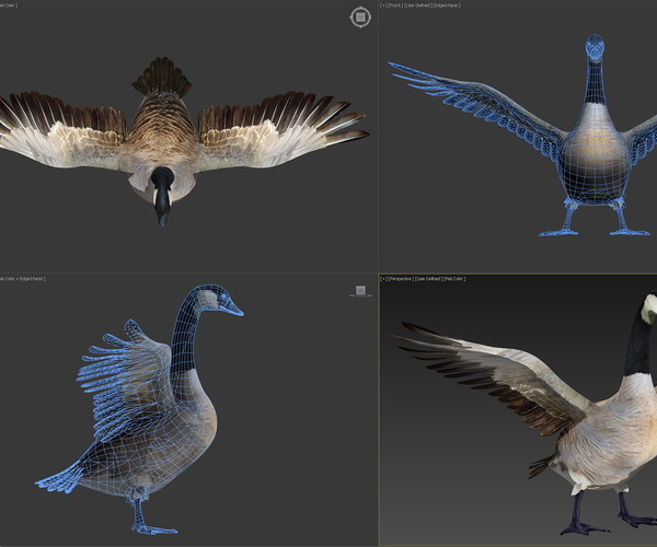 ArtStation - Animated Canada Goose | Game Assets