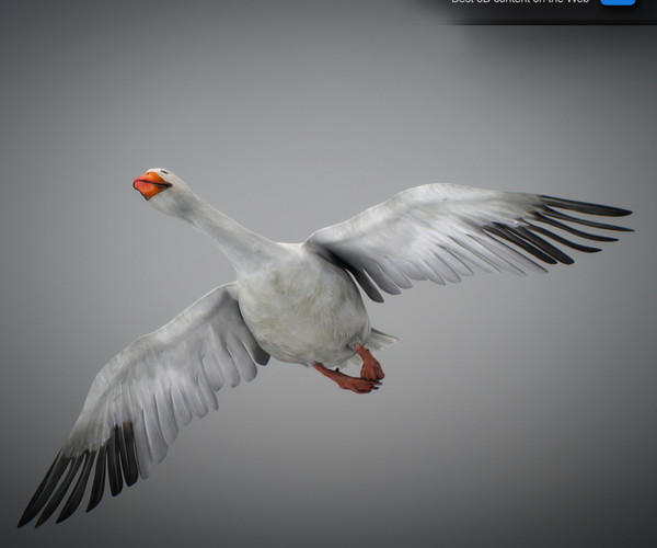 ArtStation - Animated Snow Goose | Resources