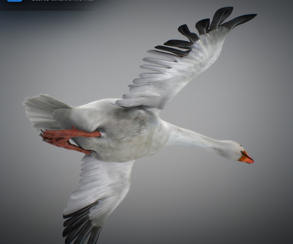 ArtStation - Animated Snow Goose | Resources