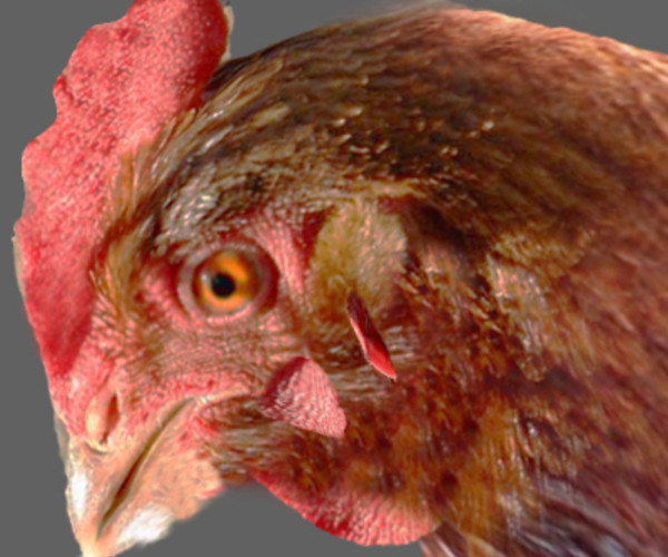 ArtStation - Animated Chicken | Resources