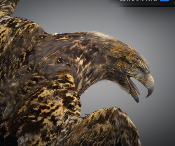 ArtStation - Animated Hawk | Resources