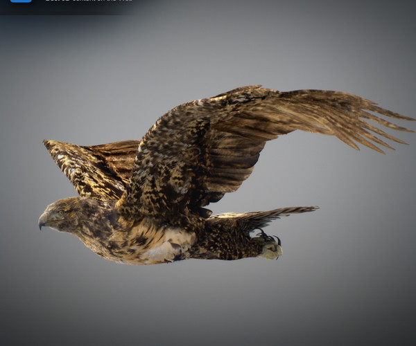ArtStation - Animated Hawk | Resources