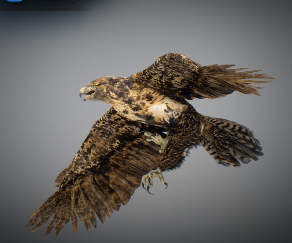 ArtStation - Animated Hawk | Resources