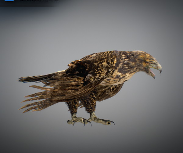 ArtStation - Animated Hawk | Resources