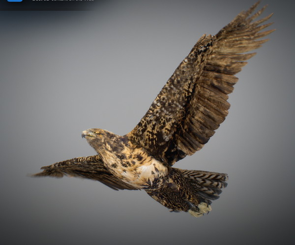 ArtStation - Animated Hawk | Resources