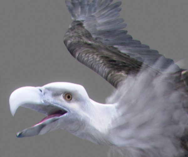 ArtStation - Animated Vultures | Resources