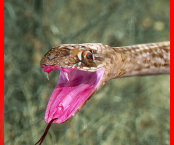 ArtStation - Pack – Snakes | Game Assets