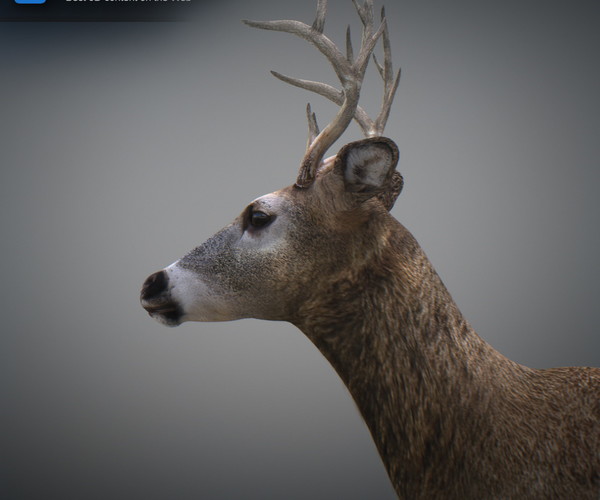 ArtStation - Animated Deer | Game Assets