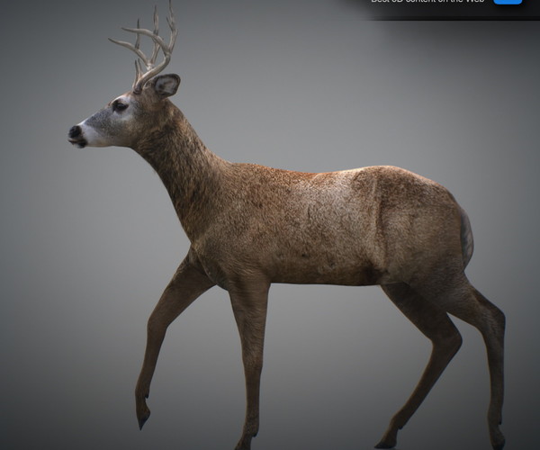 ArtStation - Animated Deer | Game Assets