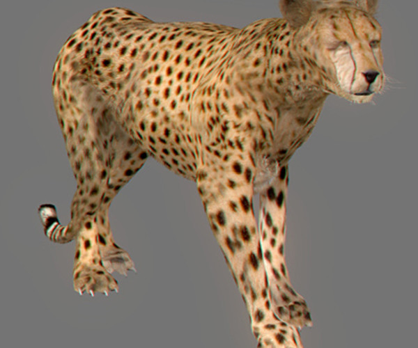 ArtStation - Cheetah | Game Assets