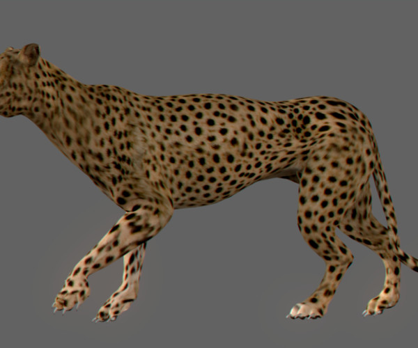 ArtStation - Animated Cheetah | Game Assets