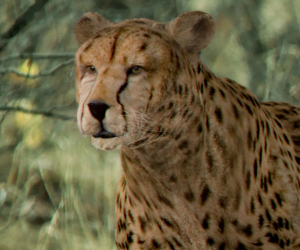ArtStation - Animated Cheetah | Game Assets
