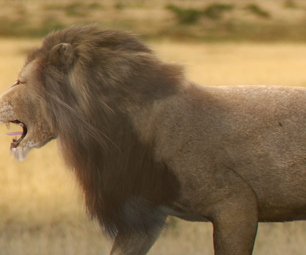 ArtStation - Animated Lion | Resources