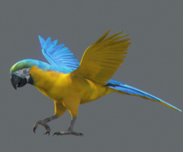 ArtStation - Pack – Birds Animated | Resources