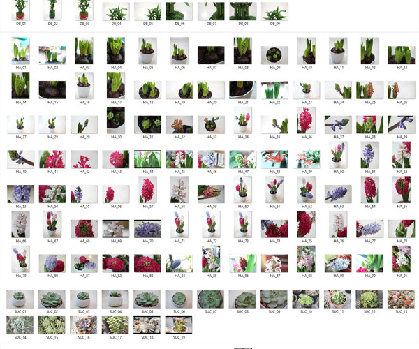 ArtStation - Indoor plant reference pack vol.1 | Resources