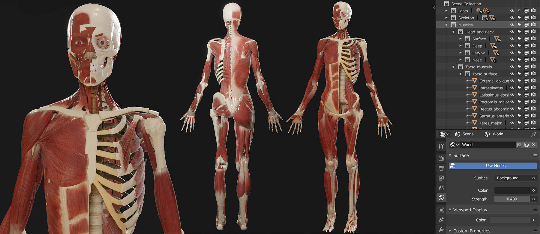 ArtStation - Anatomy model 2019 | Resources