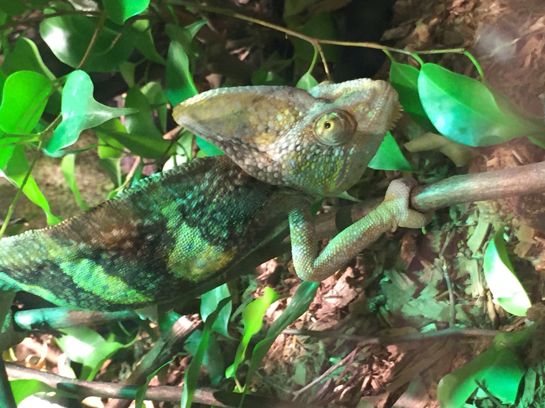 ArtStation - 100+ Chameleon Photos for Artists | Resources
