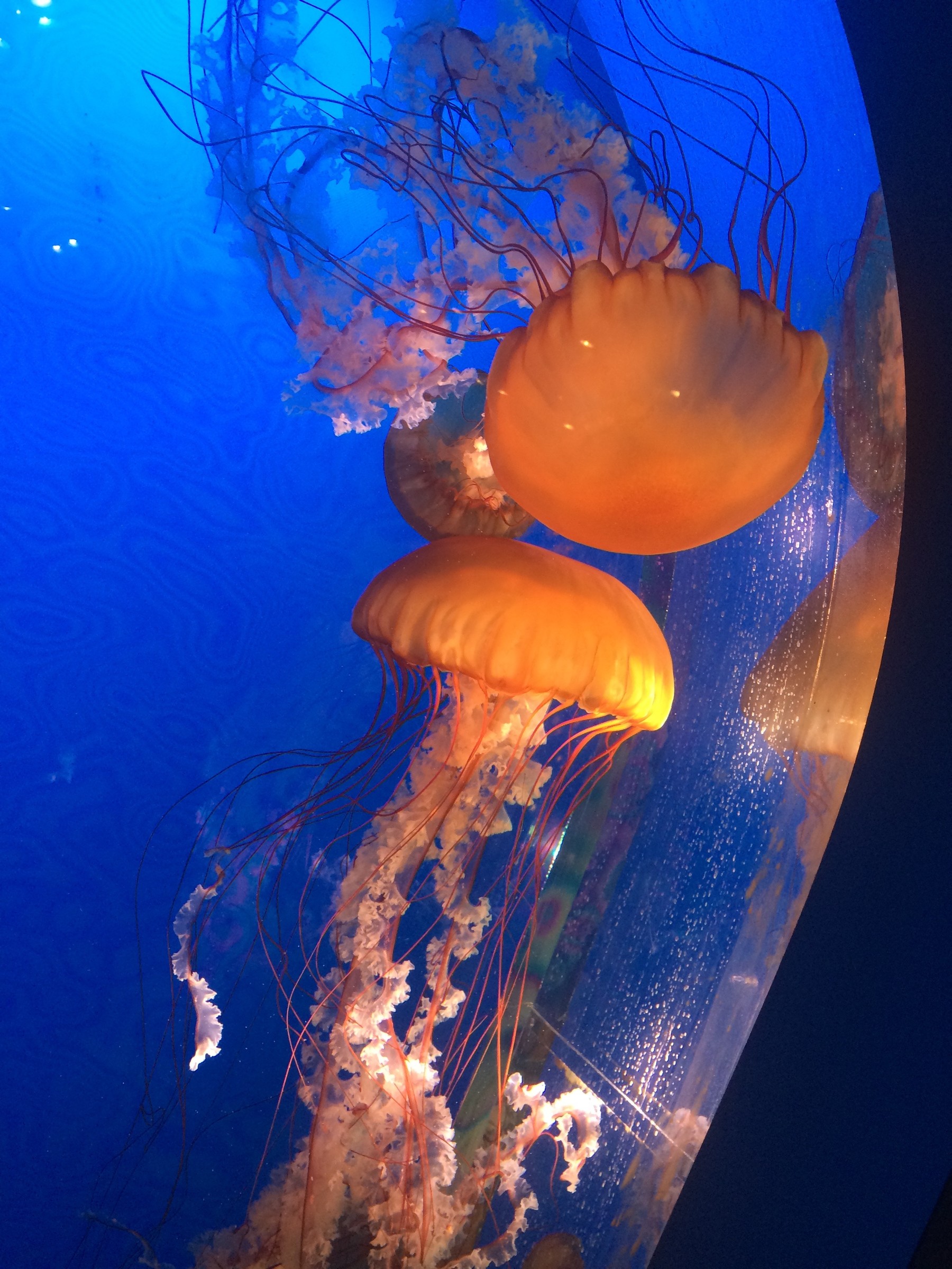ArtStation - 100+ Jellyfish Reference Photos for Artists | Resources