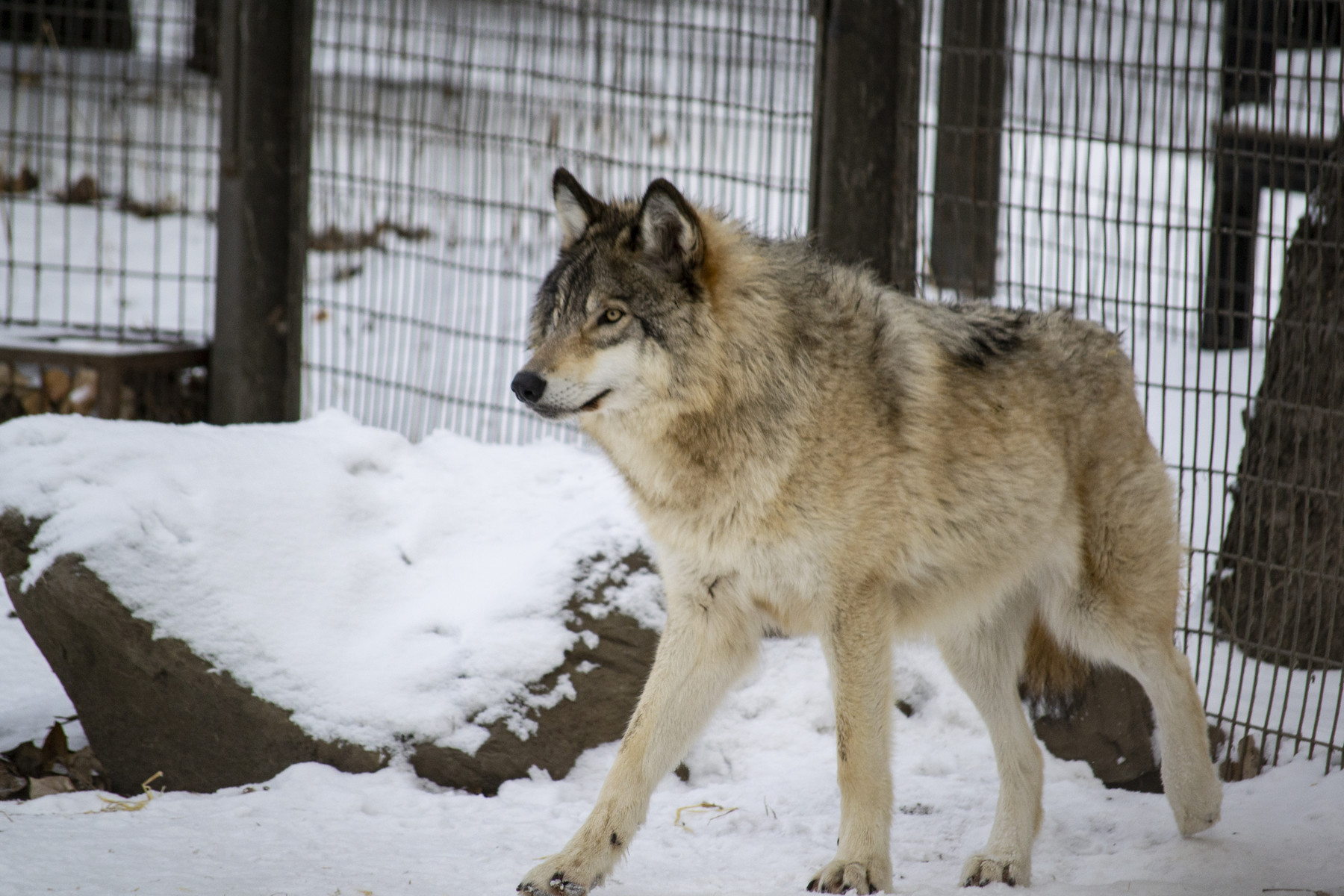 ArtStation - 55+ Wolf Reference Photos for Artists | Resources