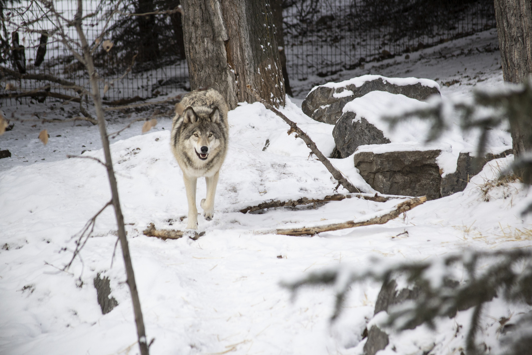 ArtStation - 55+ Wolf Reference Photos for Artists | Resources